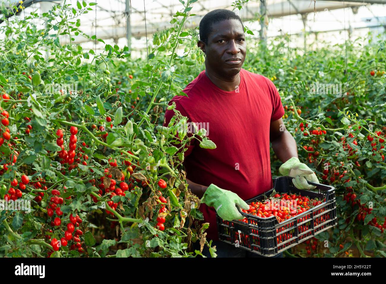 Aframerican gardener stacking boxes with cherry tomatoes in greenhouse ...