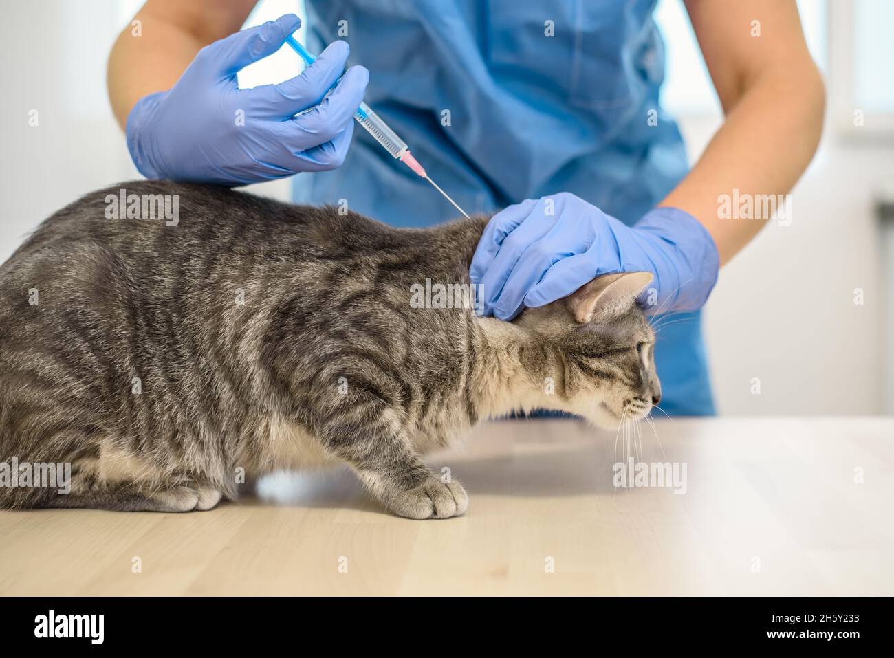 Veterinarian doctor is giving an injection to a cat Stock Photo - Alamy