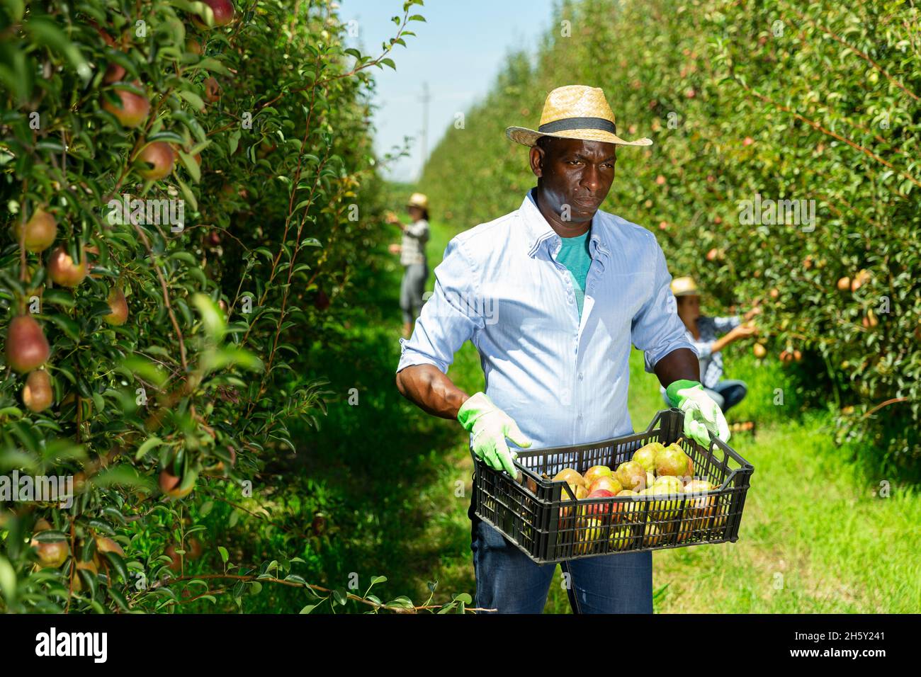 Man carrying box of harvested pears Stock Photo - Alamy