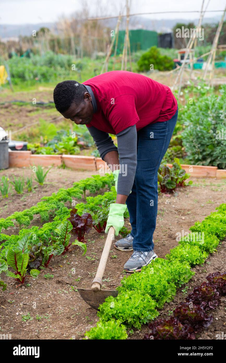 African american man gardener with mattock working in garden Stock ...