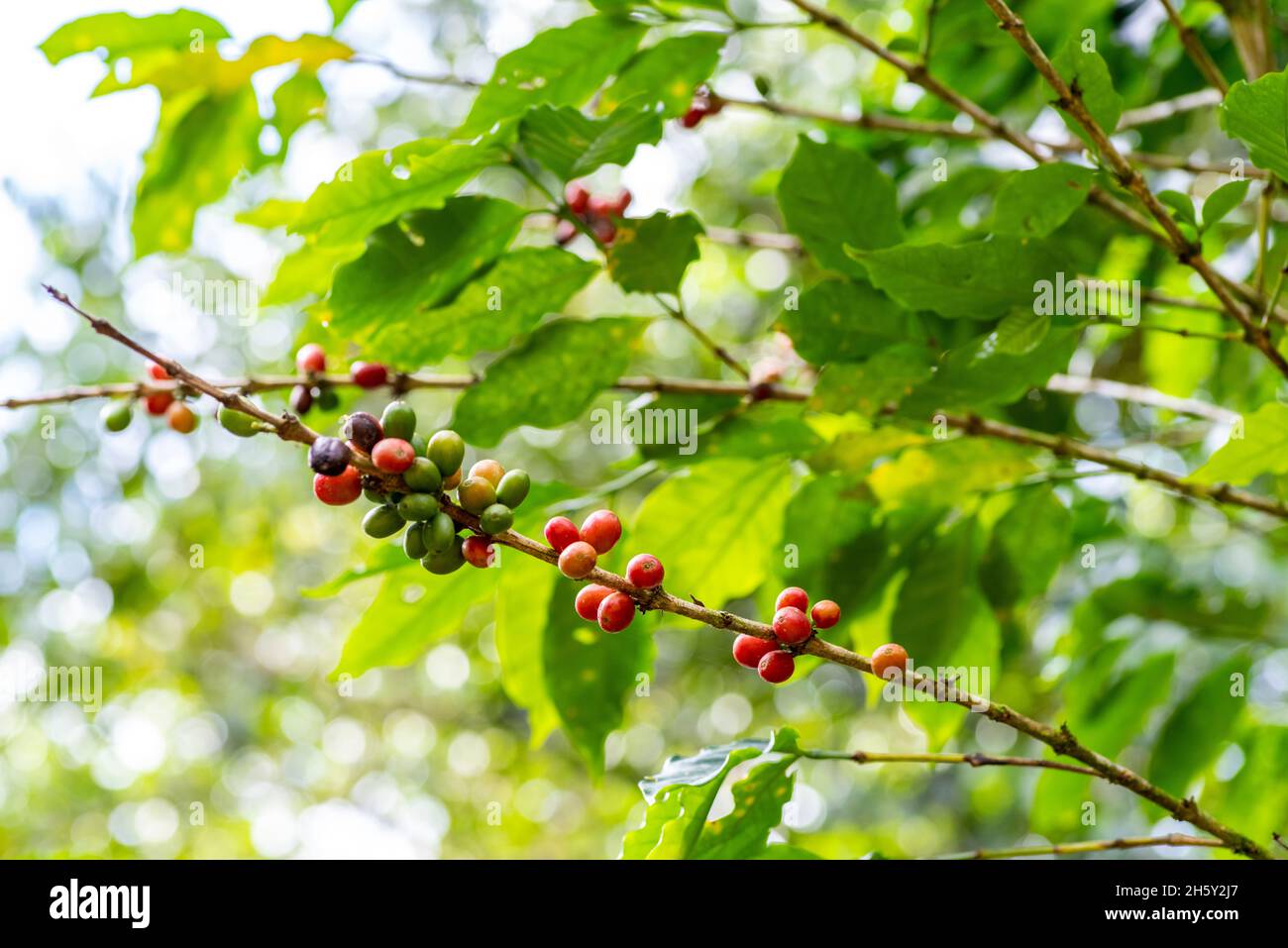 coffee beans on the branch Stock Photo - Alamy