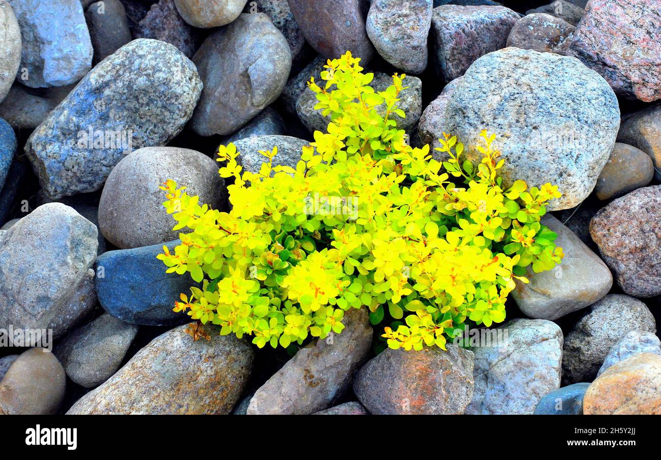 Plant growing in between rocks hi-res stock photography and images - Alamy