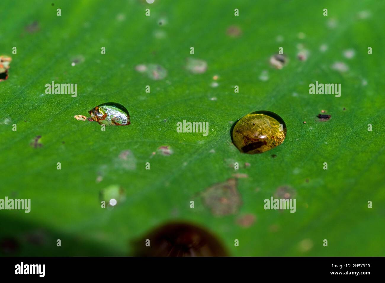 Amazonian plants hi-res stock photography and images - Alamy