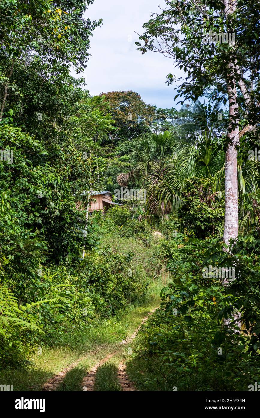 Houses For Sale In The Amazon Rainforest at Jeramy Phillip blog