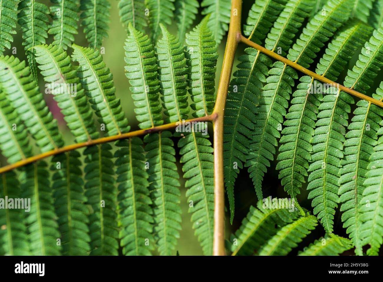 Peruvian fern hi-res stock photography and images - Alamy