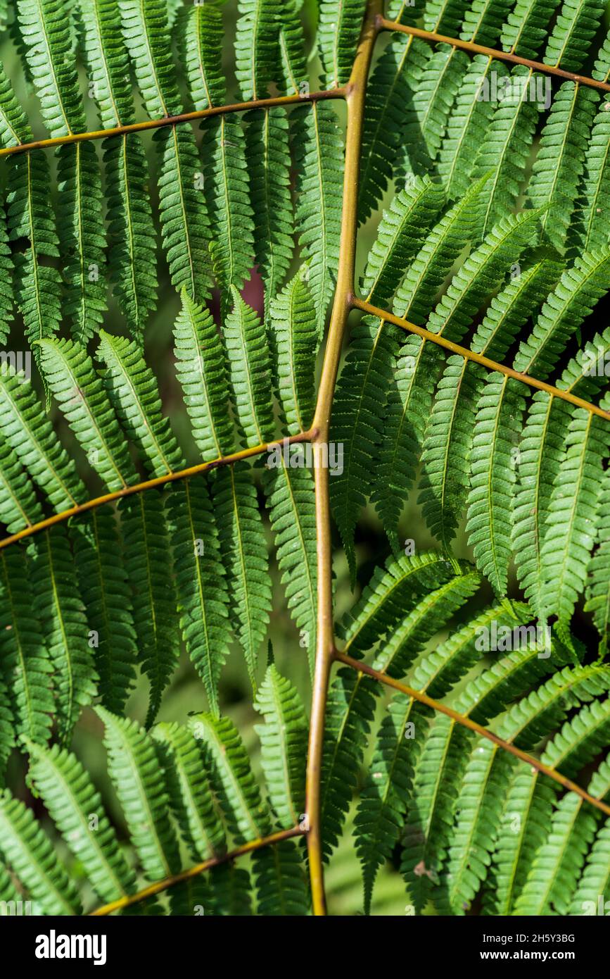 Peruvian fern hi-res stock photography and images - Alamy