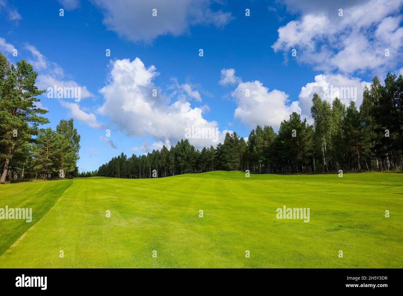 Landscape, golf course,, green grass on the background of the forest ...