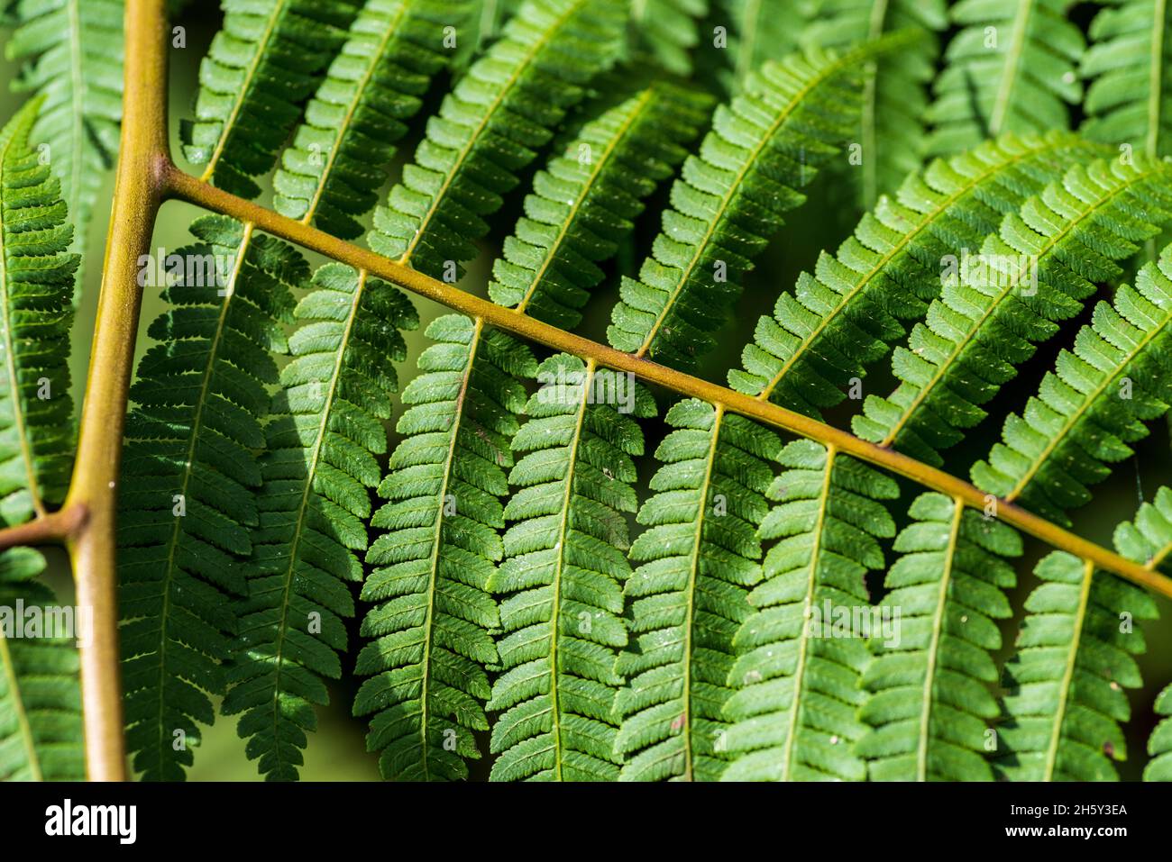 Peruvian fern hi-res stock photography and images - Alamy