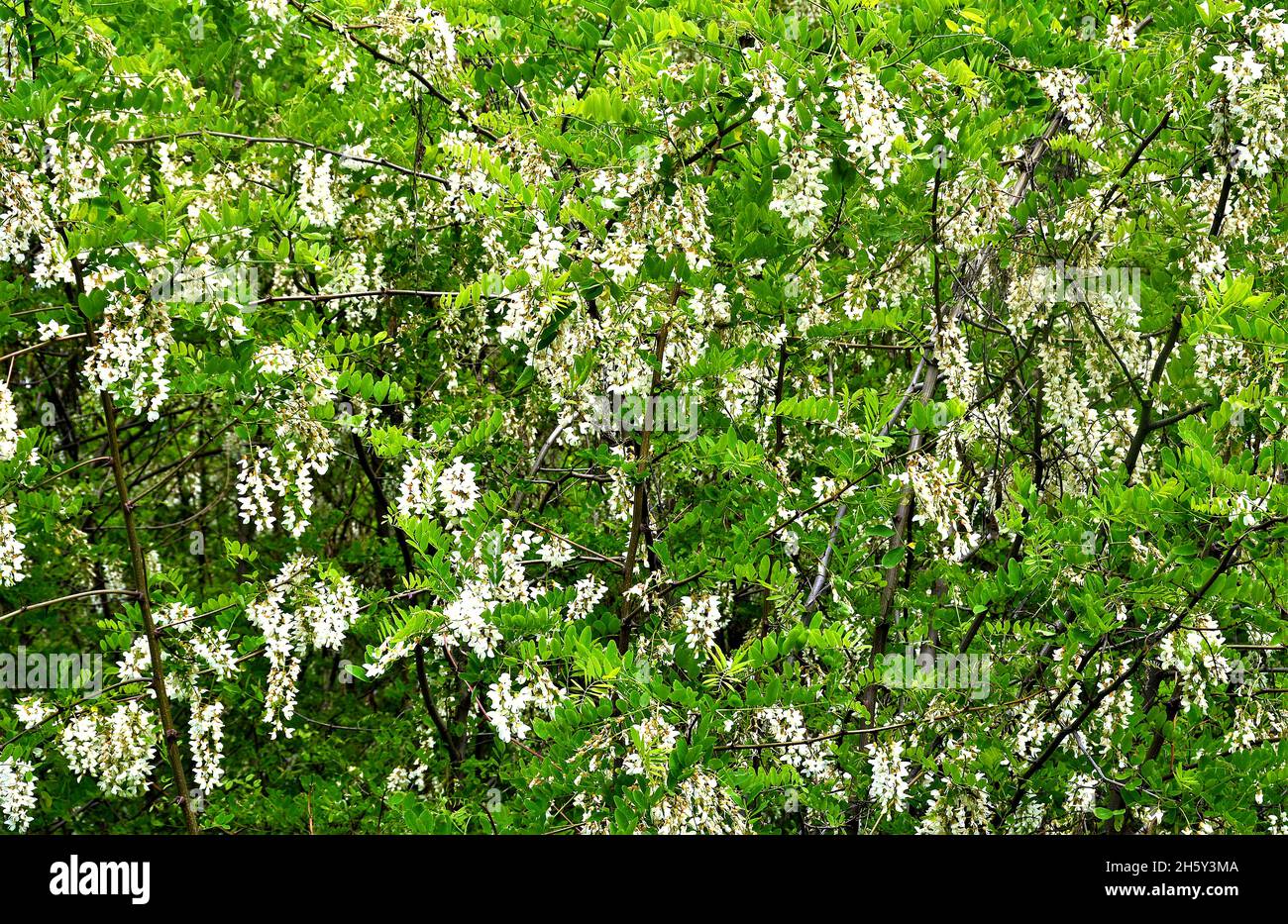 Beautiful blooming black locust shrub Stock Photo - Alamy