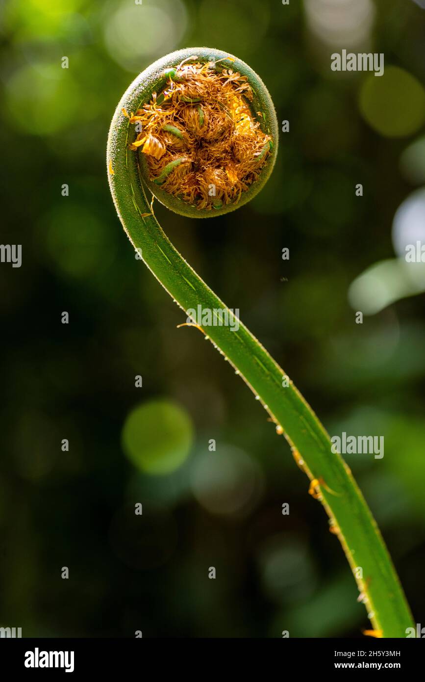 Peruvian fern hi-res stock photography and images - Alamy