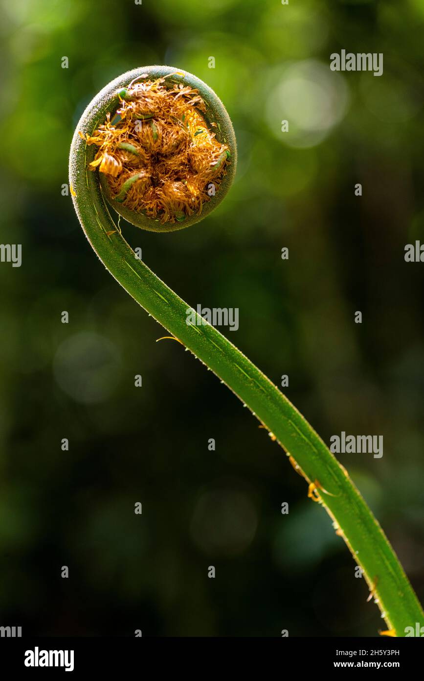 Peruvian fern hi-res stock photography and images - Alamy