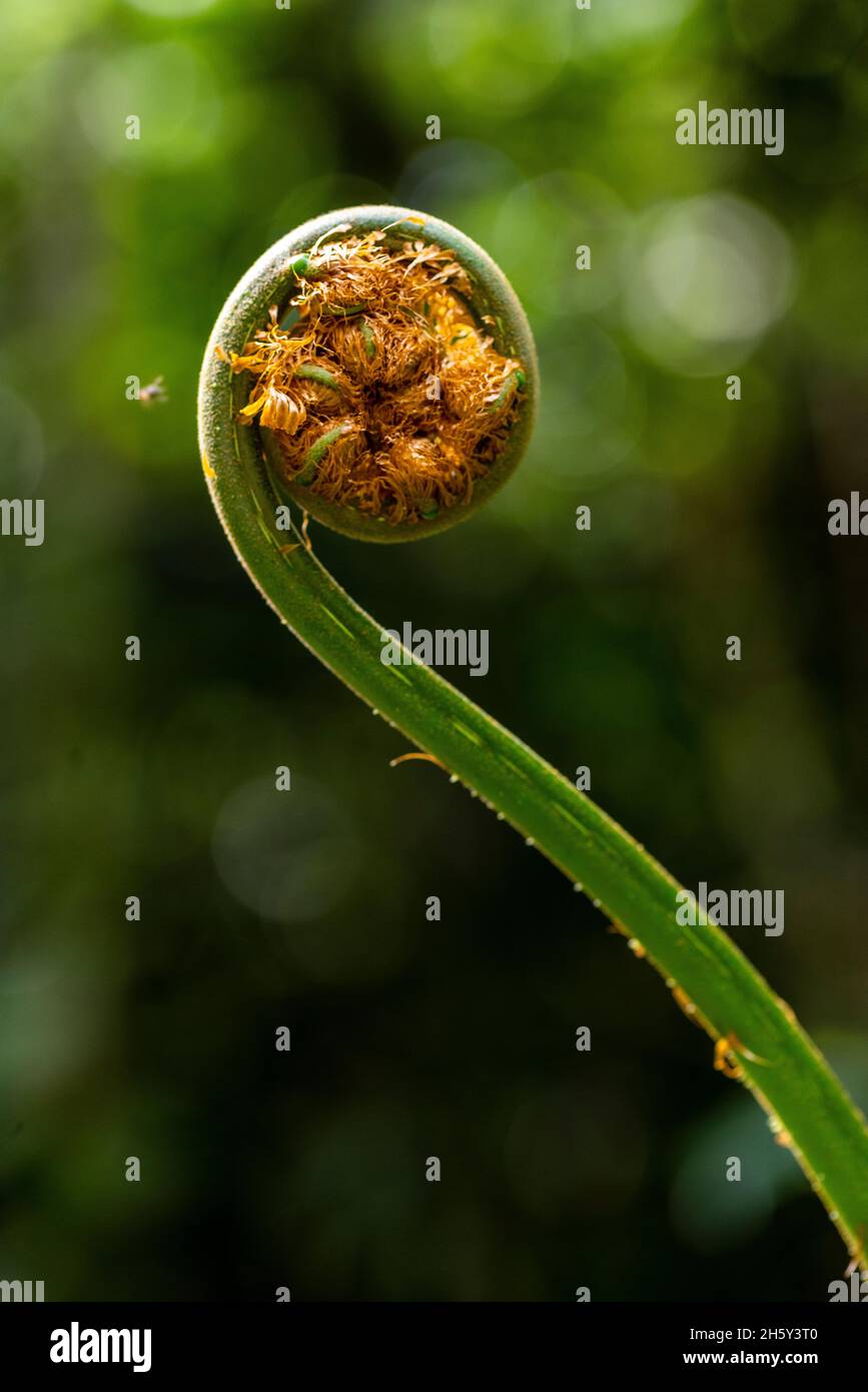 Peruvian fern hi-res stock photography and images - Alamy