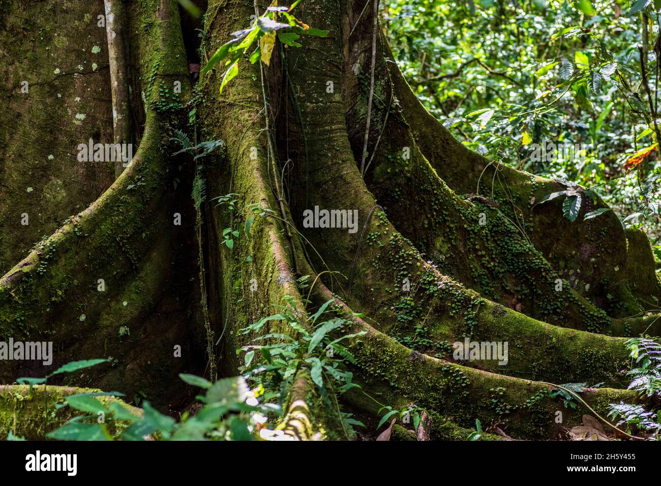 Ojé tree, Ficus Insipida Stock Photo - Alamy