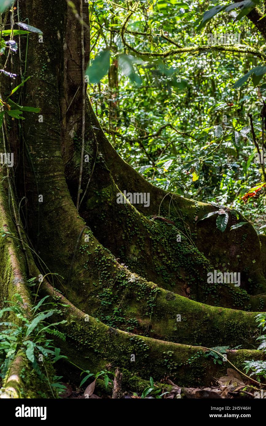 Ojé tree, Ficus Insipida Stock Photo - Alamy