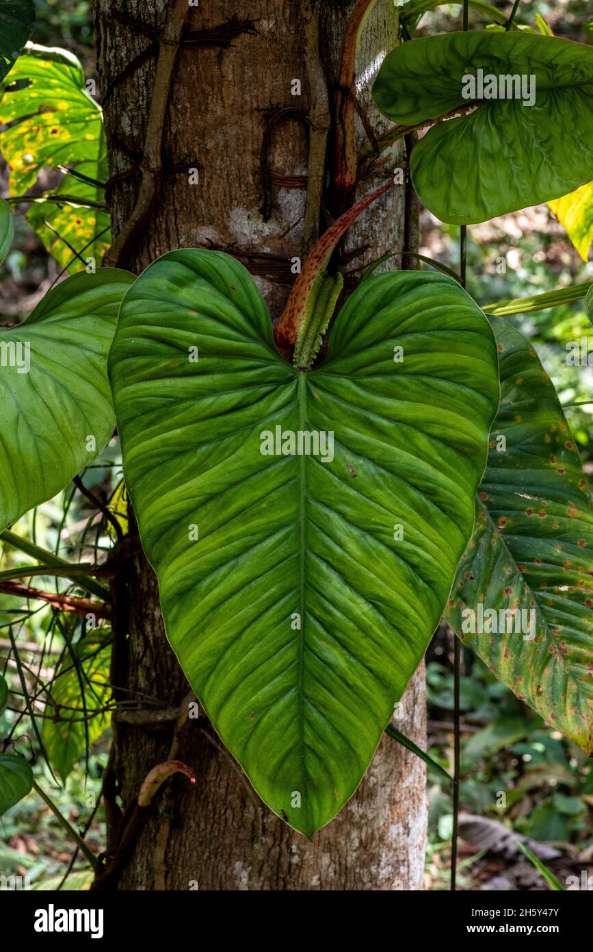 amazonian leaf in the jungle Stock Photo - Alamy