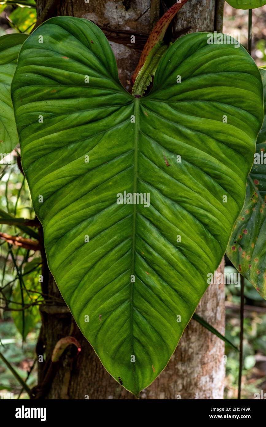 amazonian leaf in the jungle Stock Photo - Alamy
