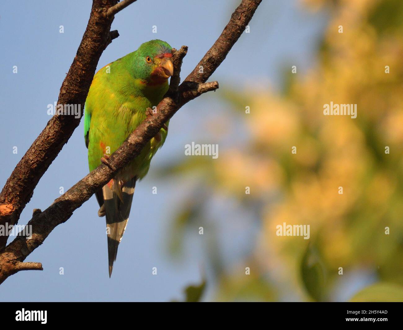 Endangered swift parrot hi-res stock photography and images - Alamy