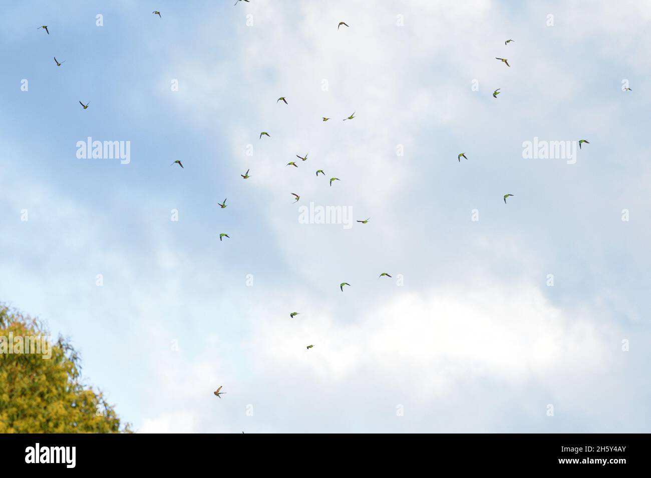 A flock of critically endangered Swift Parrot in flight in NSW ...