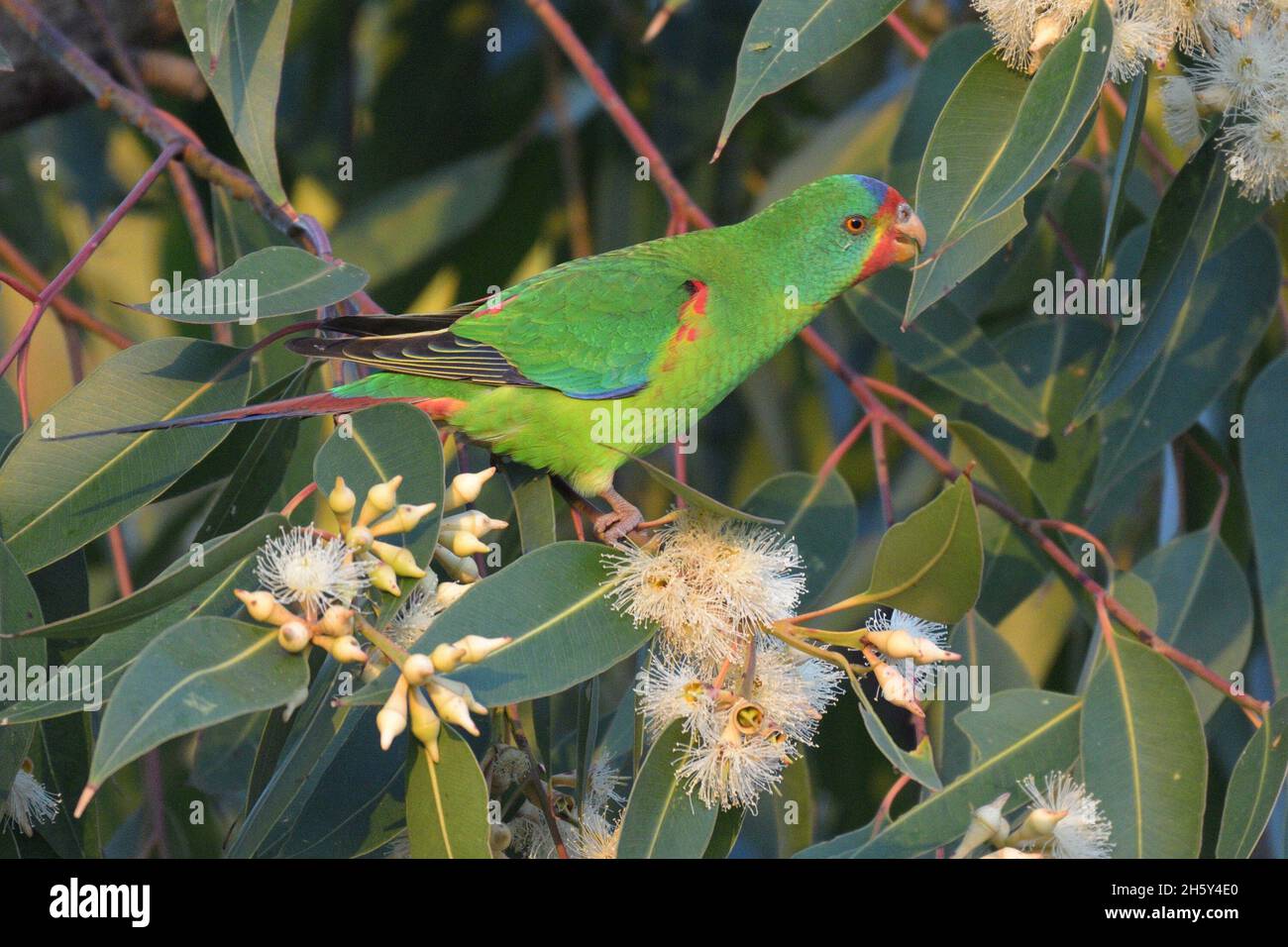 Swamp mahogany hi-res stock photography and images - Alamy
