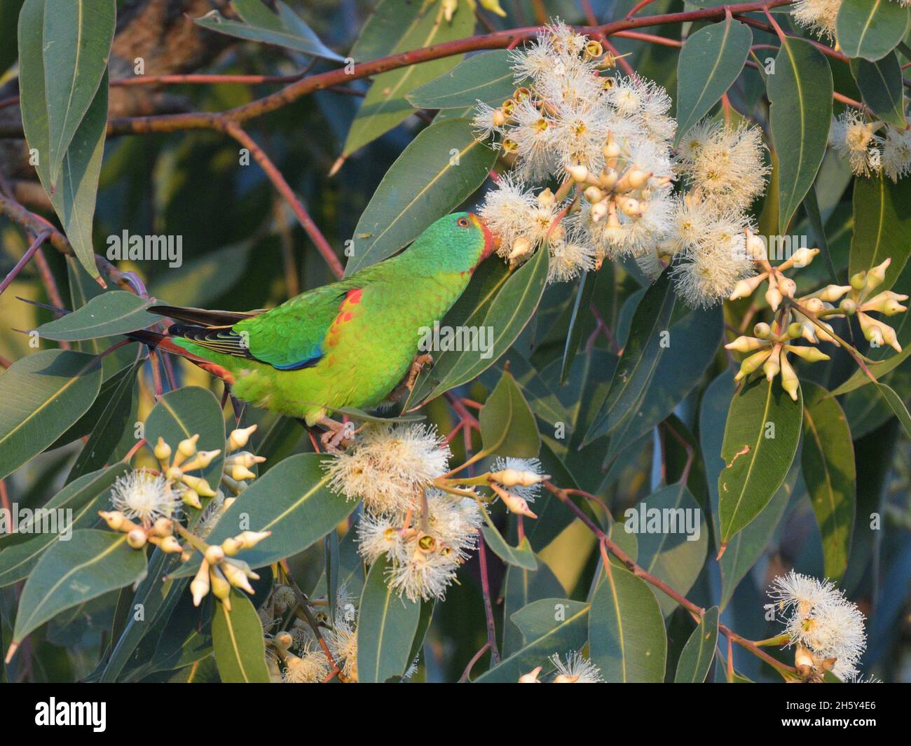 Critically endangered Swift Parrots feeding in Swamp Mahogany ...