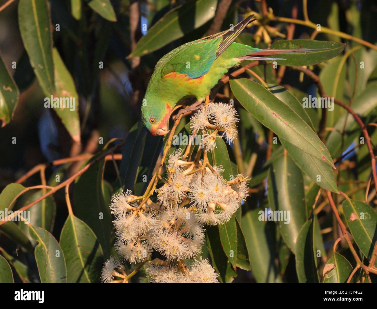 Critically endangered Swift Parrots feeding in Blue Gum eucalyptus ...
