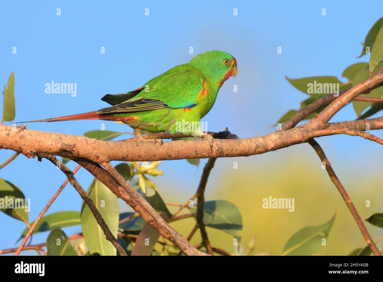 Critically endangered Swift Parrot walking along a branch in NSW ...