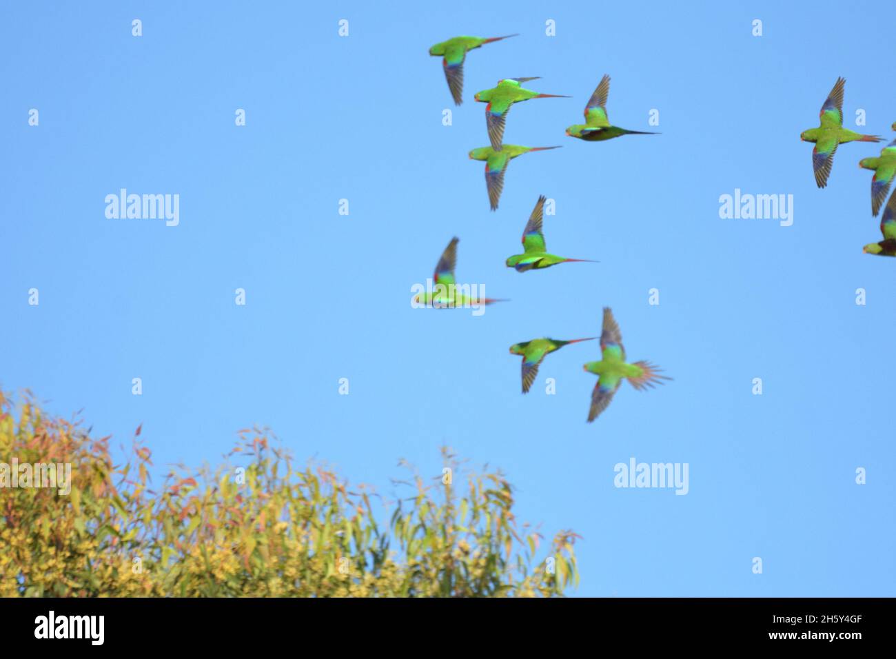 A flock of critically endangered Swift Parrot in flight in NSW ...