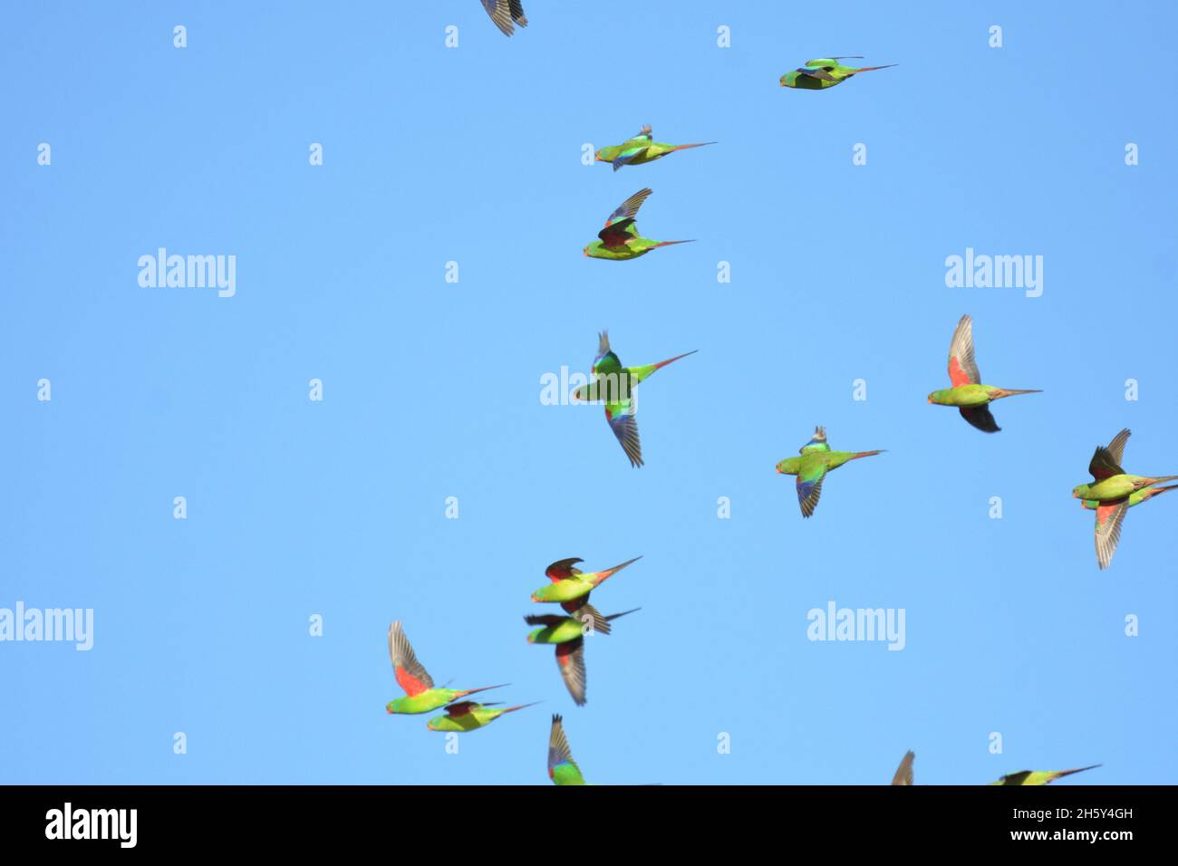 A flock of critically endangered Swift Parrot in flight in NSW ...