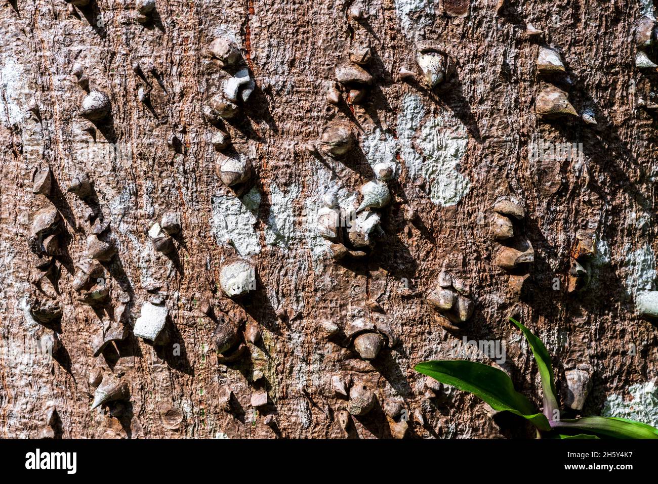 Rainforest tree bark hi-res stock photography and images - Alamy