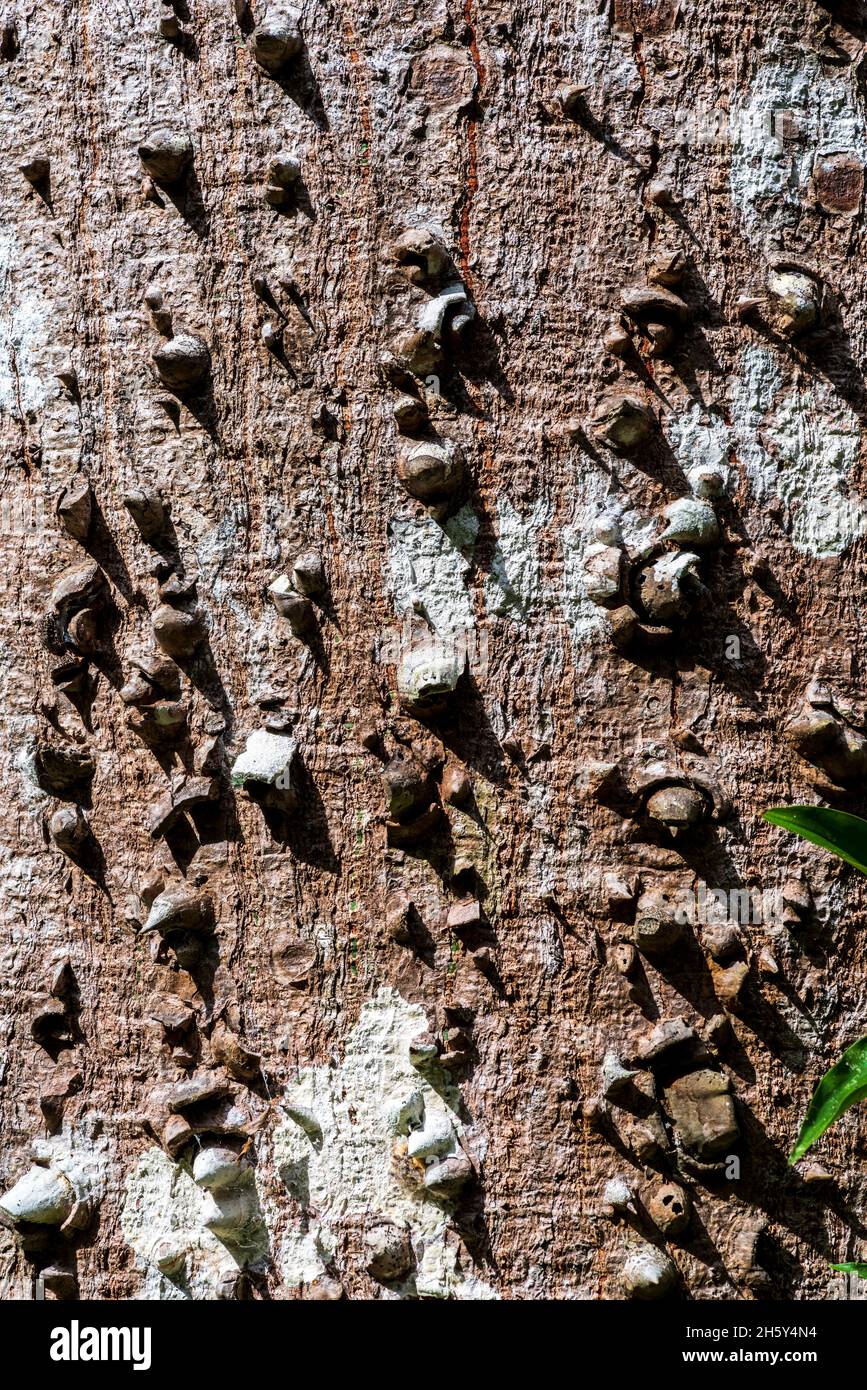 Rainforest tree bark hi-res stock photography and images - Alamy