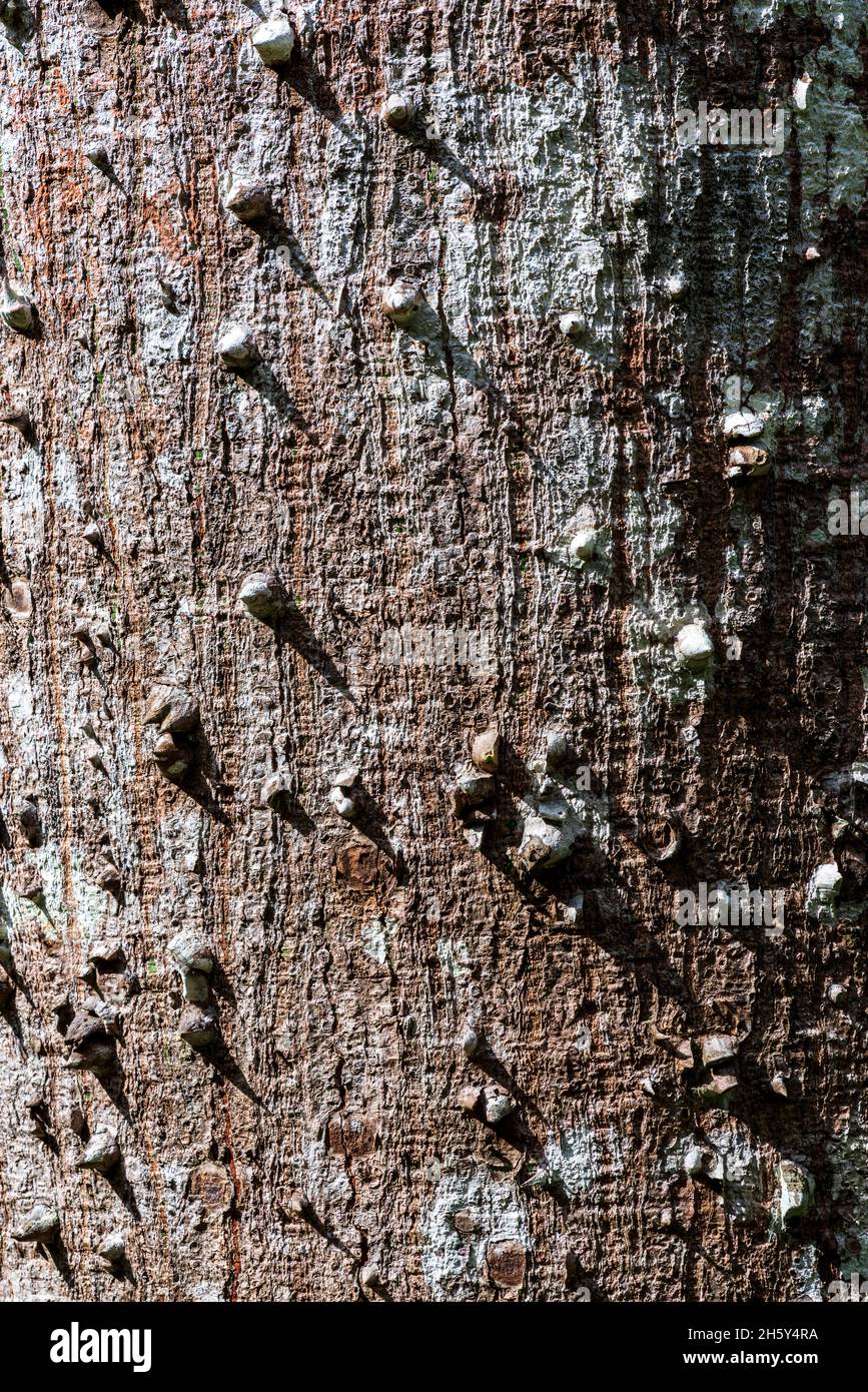 Rainforest tree bark hi-res stock photography and images - Alamy