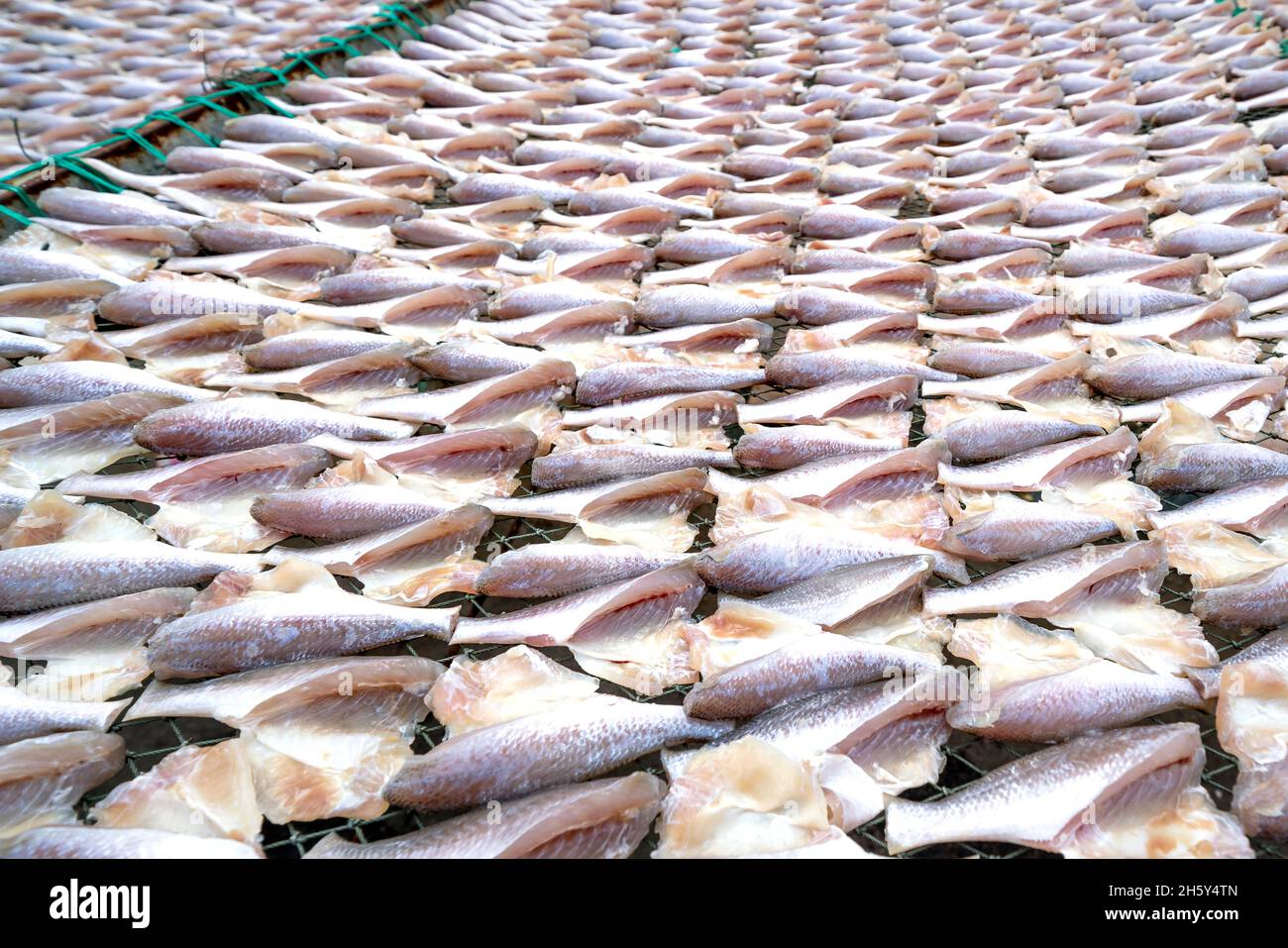 Fishermen dry fish after catching at sea at Can Gio district , HCMC ...