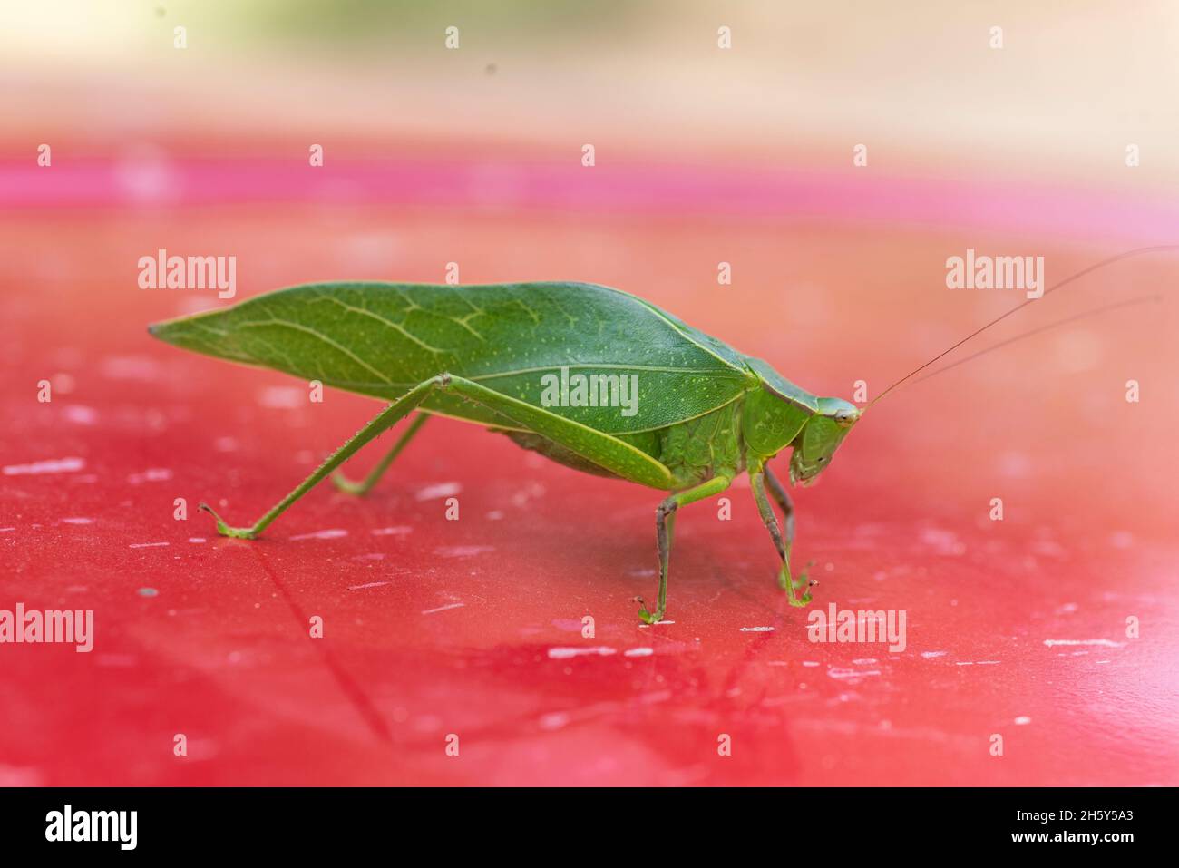 leaf insects in the amazonian forest Stock Photo - Alamy