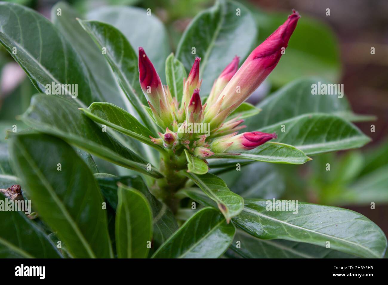 red adenium obesum flower Stock Photo - Alamy