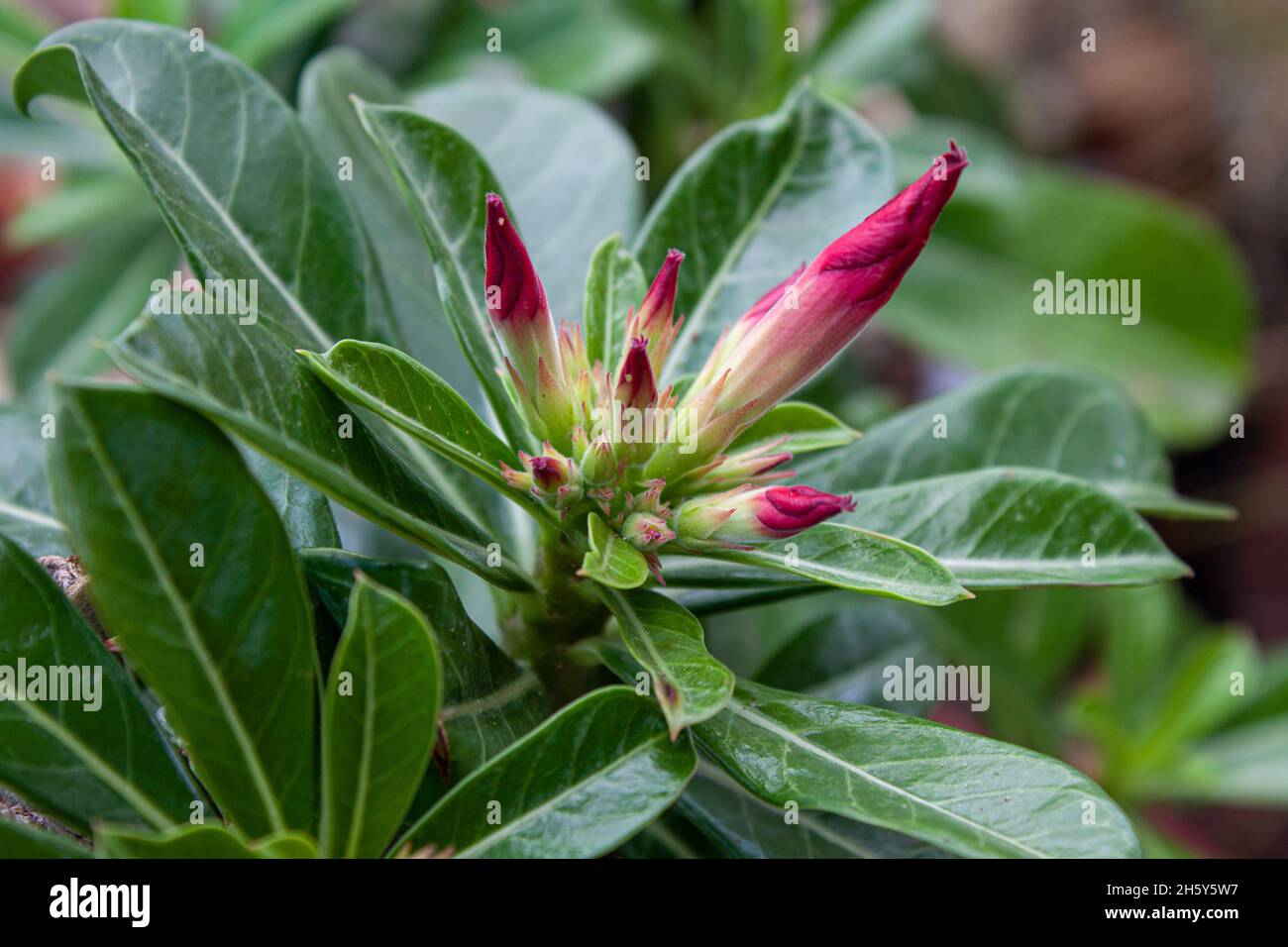 red adenium obesum flower Stock Photo - Alamy