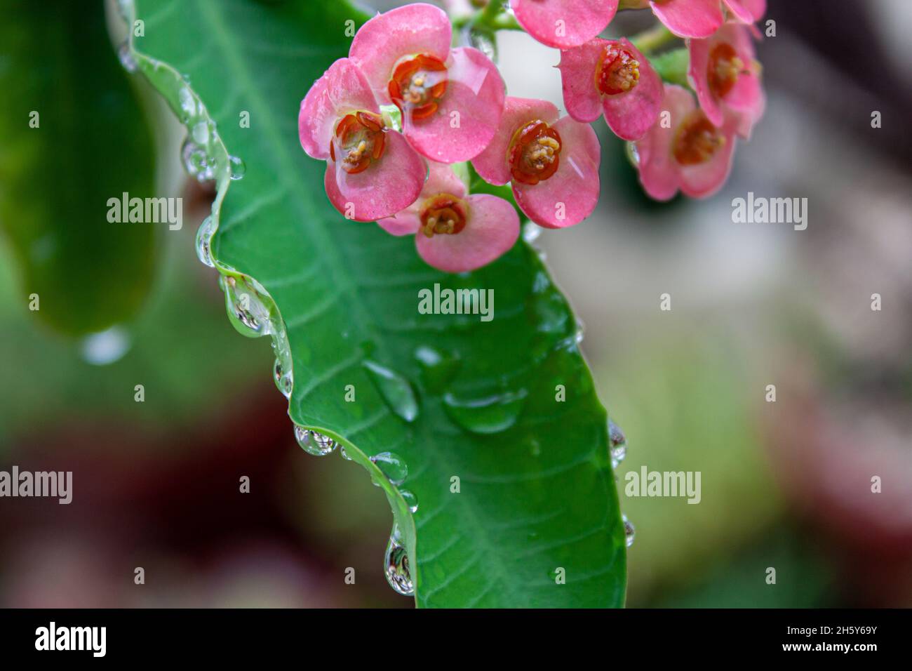 christ wreath flower bouquet Stock Photo - Alamy