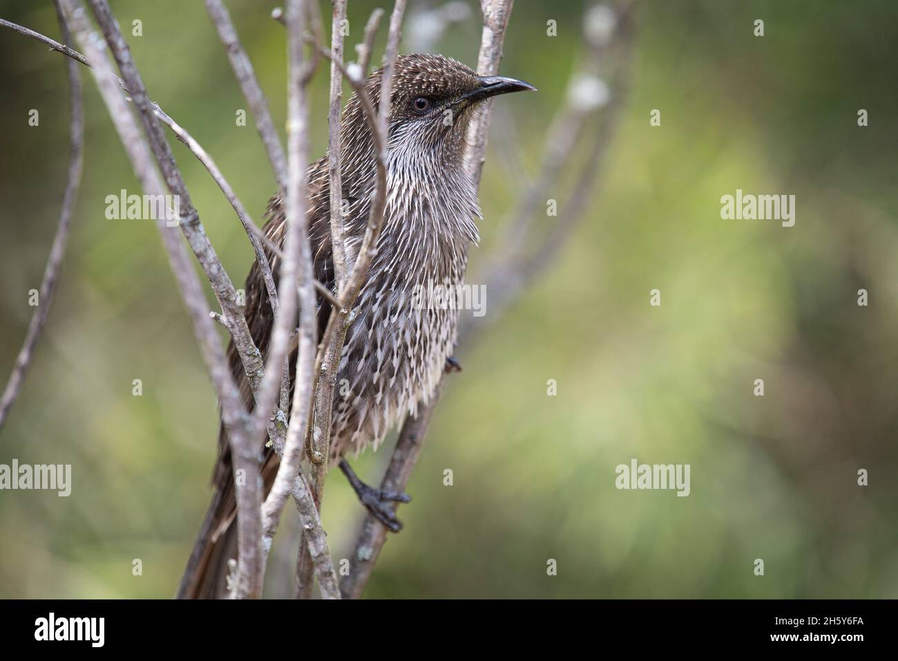 Wattle bird hi-res stock photography and images - Alamy