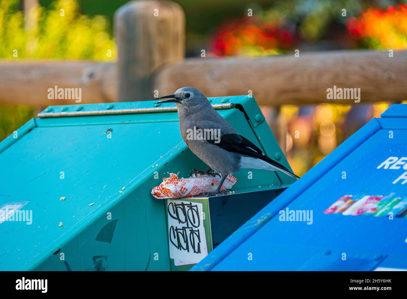 Black wing mountain bird eating a taco in alberta canada Stock Photo ...