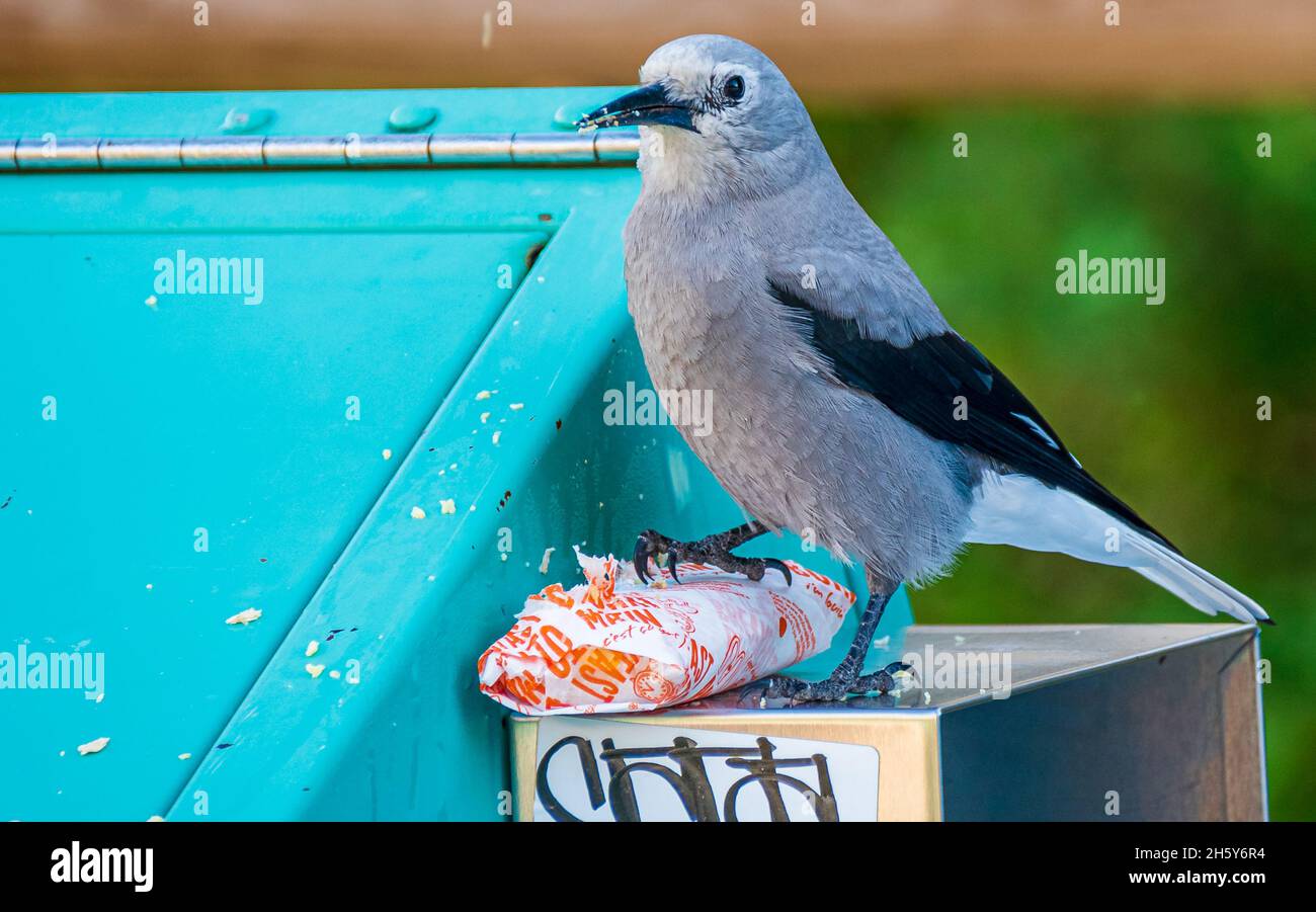 Black wing mountain bird eating a taco in alberta canada Stock Photo ...