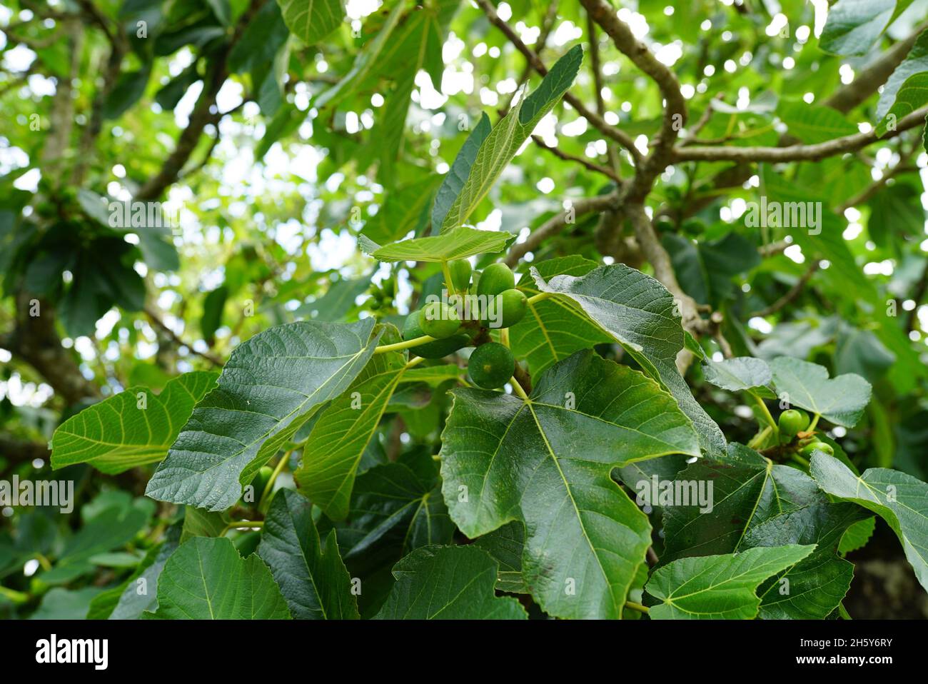 Selective focus shot of a fig tree with green fruits in the farm Stock ...