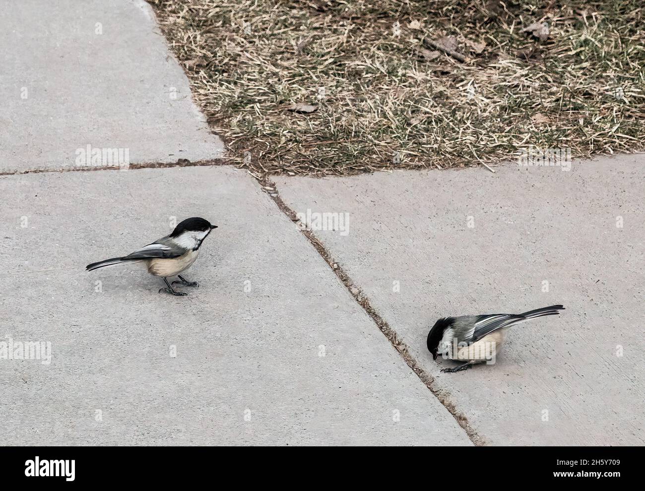 Black capped chickadees hi-res stock photography and images - Alamy