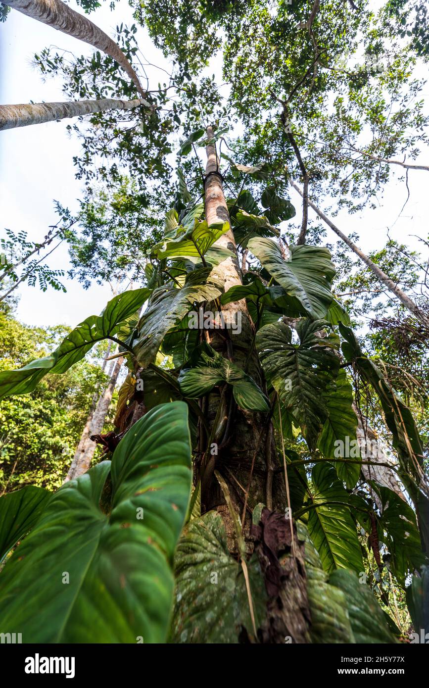 Rain forest in the Refugio Selvático Tingo,Tingo Maria,Perú Stock Photo ...