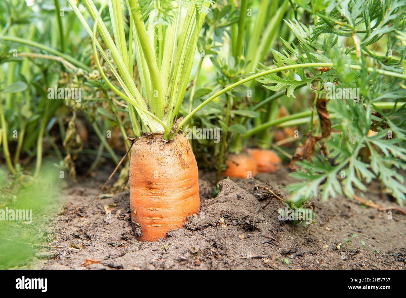 Carrot root plant growing on bed in field of the vegetable garden ...