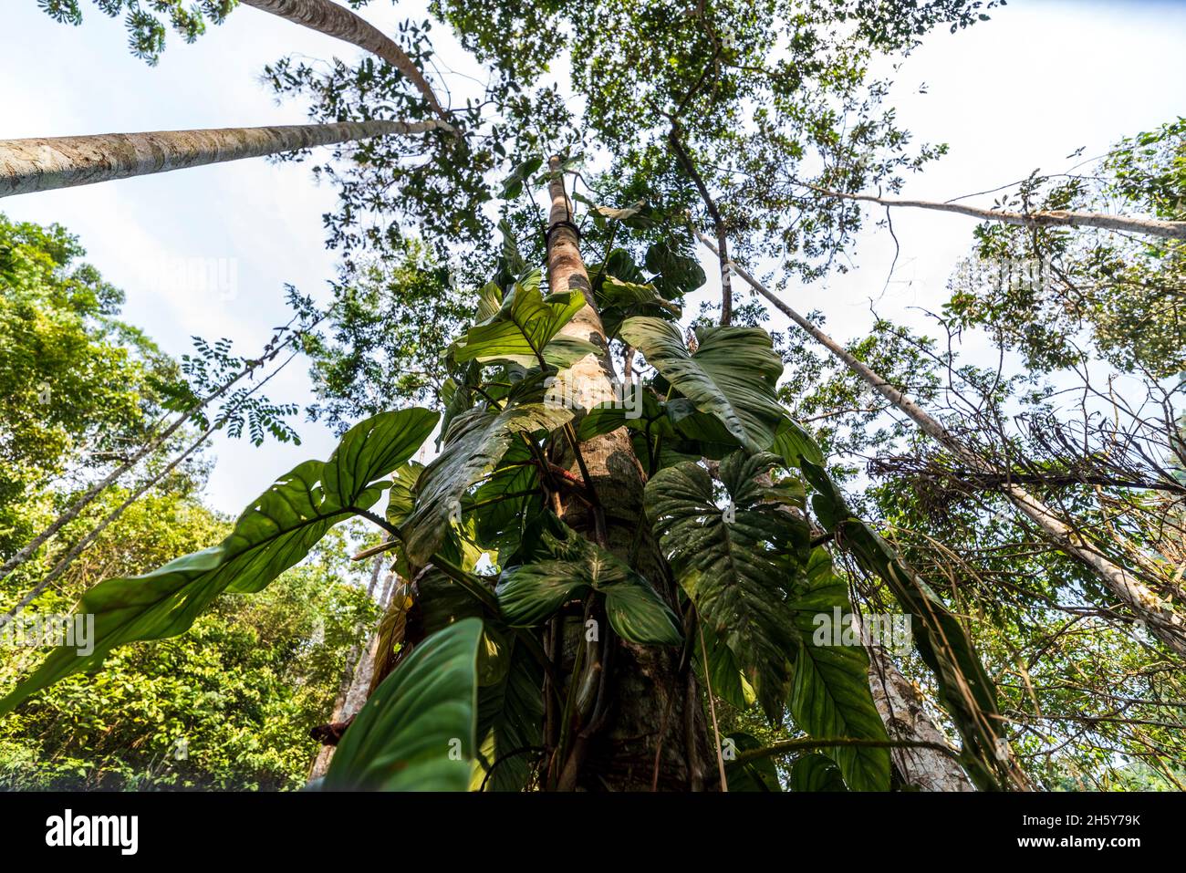 Rain forest in the Refugio Selvático Tingo,Tingo Maria,Perú Stock Photo ...