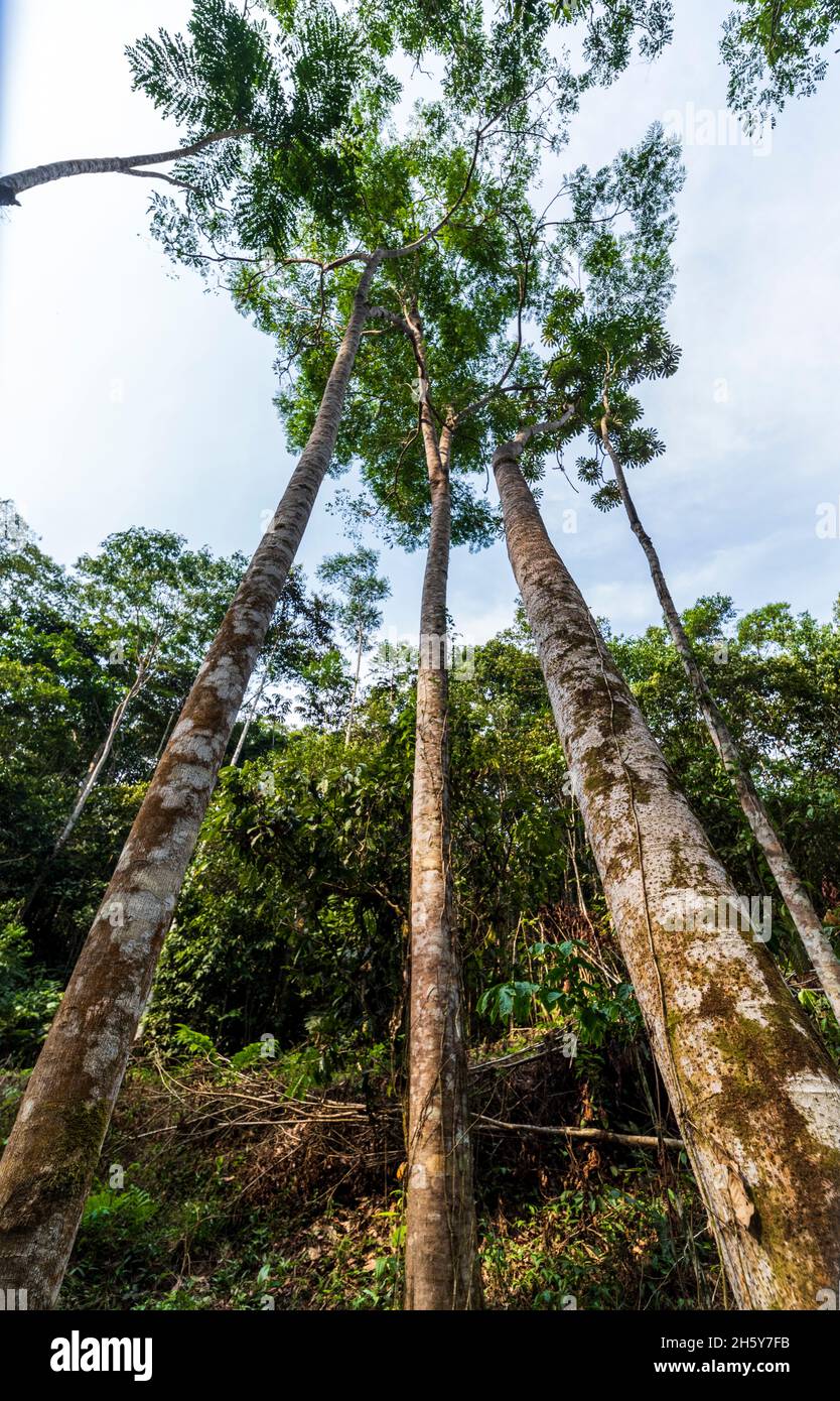 Rain forest in the Refugio Selvático Tingo,Tingo Maria,Perú Stock Photo ...