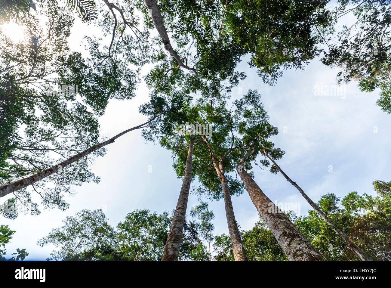 Rain forest in the Refugio Selvático Tingo,Tingo Maria,Perú Stock Photo ...