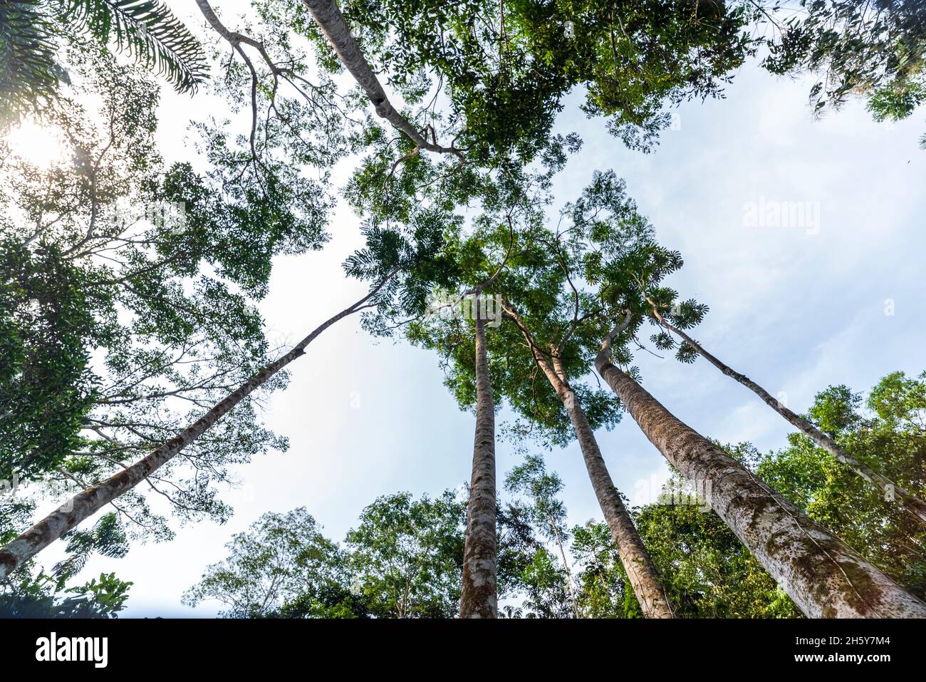 Rain forest in the Refugio Selvático Tingo,Tingo Maria,Perú Stock Photo ...