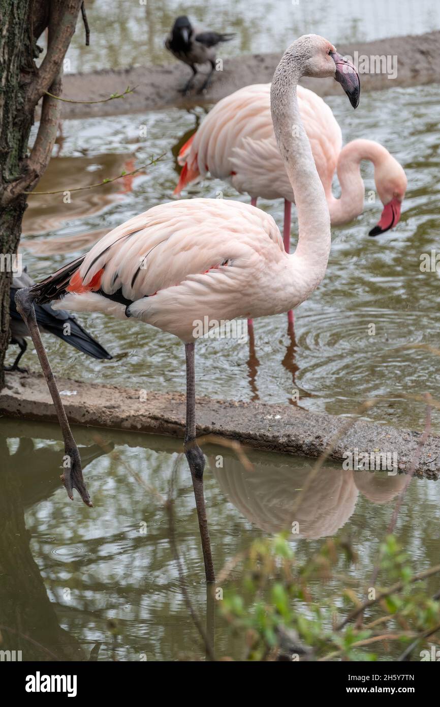 The greater flamingo, Phoenicopterus roseus, standing in water on lake ...