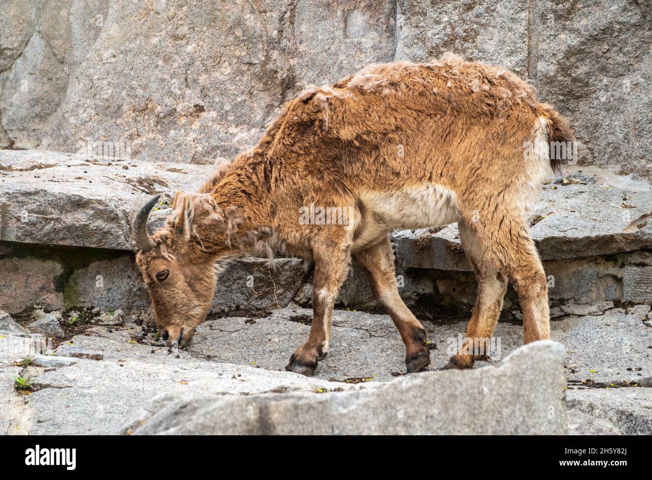 Mountain goat or East caucasian tur, female, latin name Carpa ...