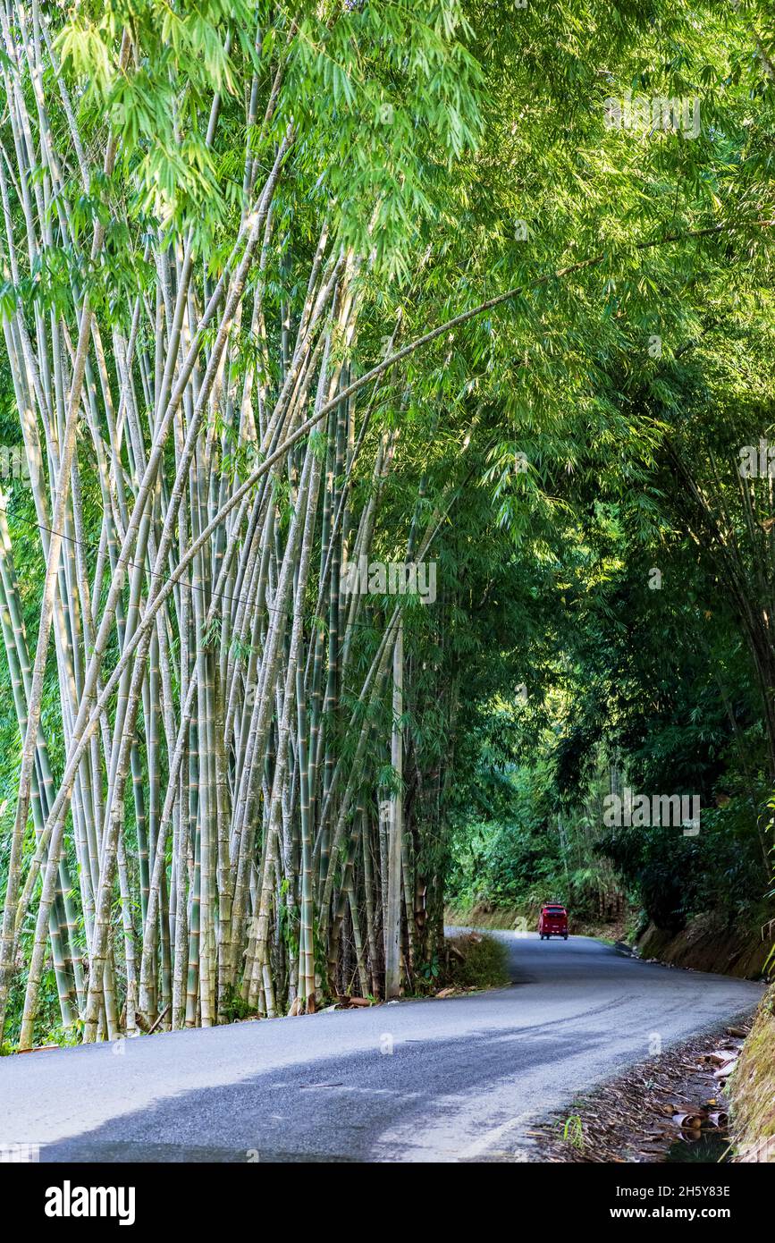 Road in a bamboo forest, Tingo Maria, Huanuco, Perú Stock Photo - Alamy